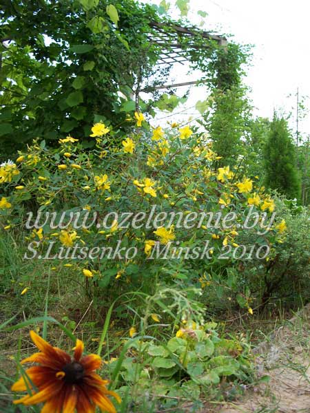 hypericum