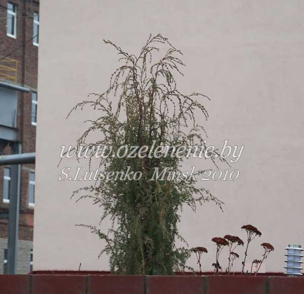 juniperus